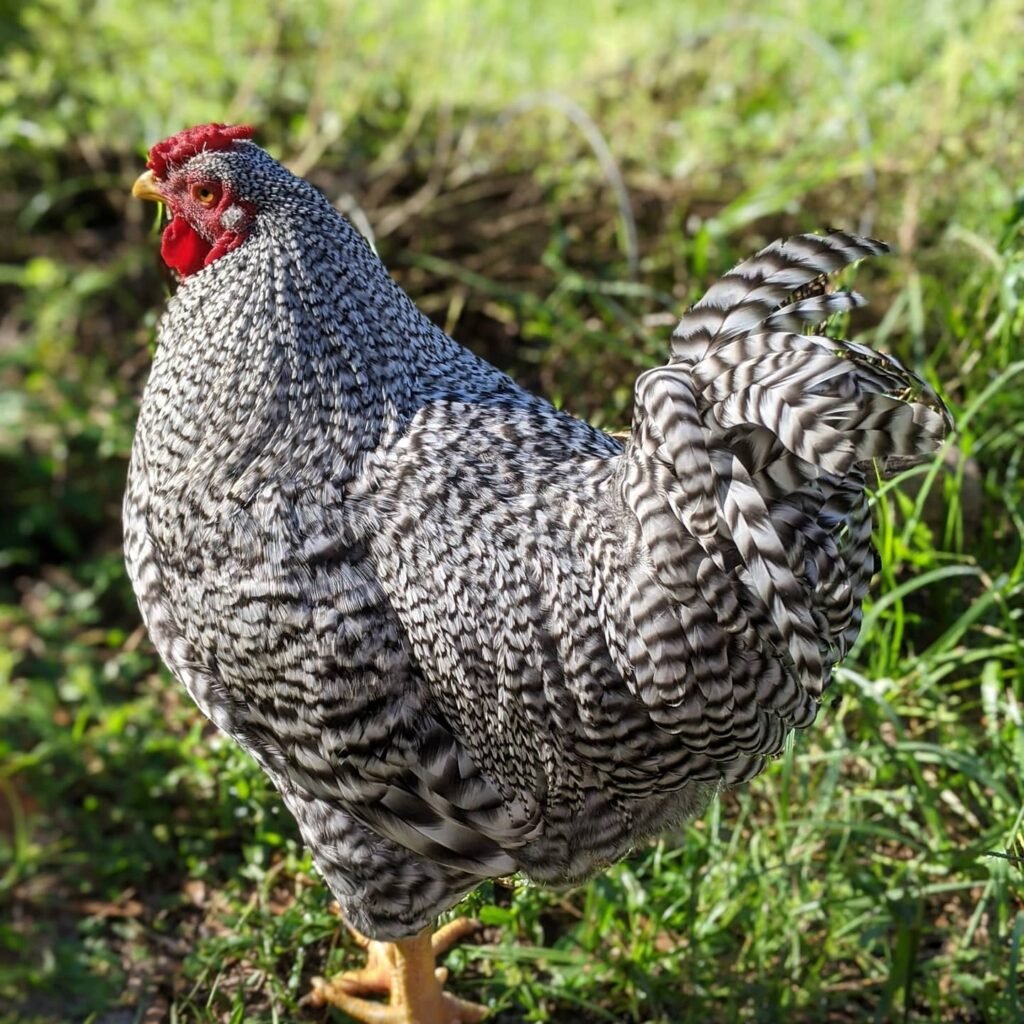 20 Best Rooster Breeds for Backyard with Different Purposes