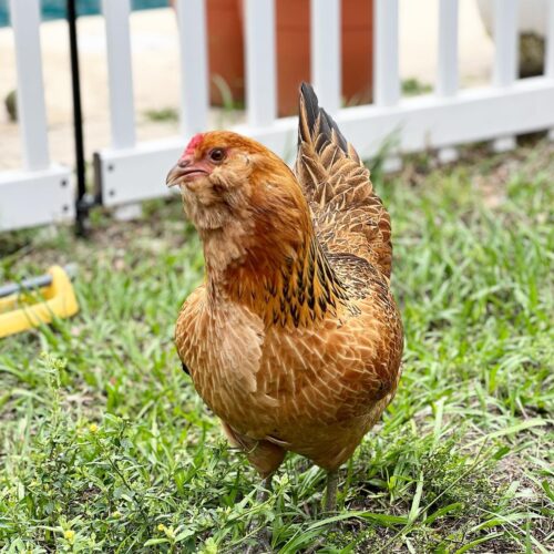 20 Beautiful Chicken Breeds for Colored Eggs (With Pictures)