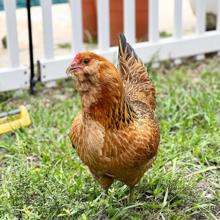 20 Beautiful Chicken Breeds for Colored Eggs (With Pictures)