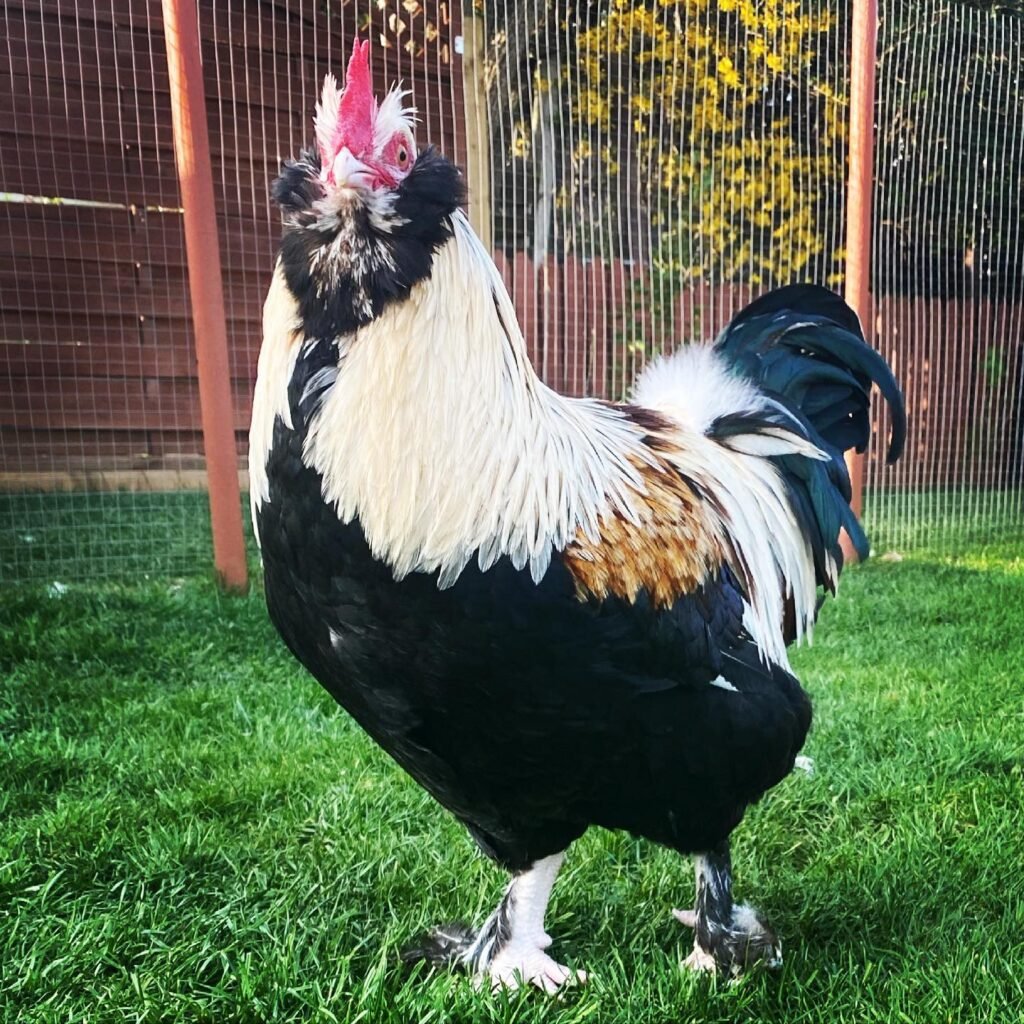 20 Best Rooster Breeds for Backyard with Different Purposes