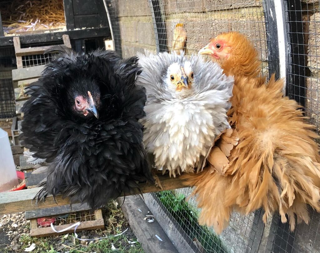 20 Most Beautiful Ornamental Chickens for Backyard Farming