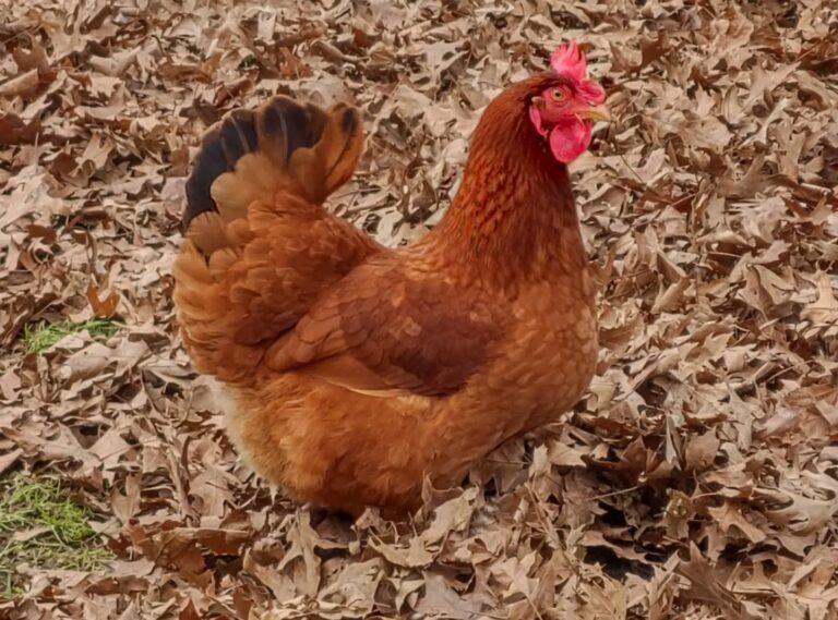 20 Best Hybrid Chicken Breeds for Higher Yield (With Pictures)