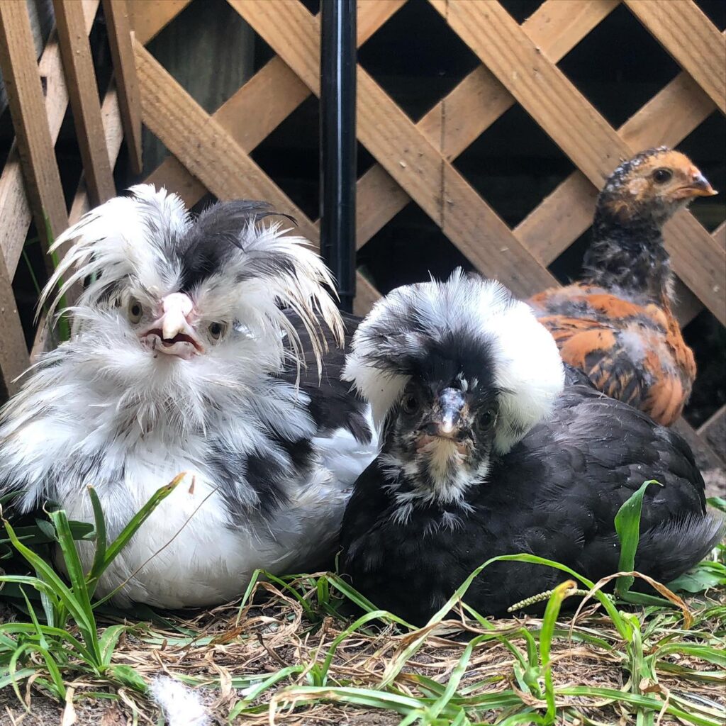 20 Most Beautiful Ornamental Chickens for Backyard Farming