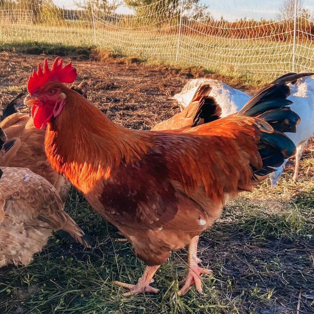 20 Best Hybrid Chicken Breeds for Higher Yield (With Pictures)