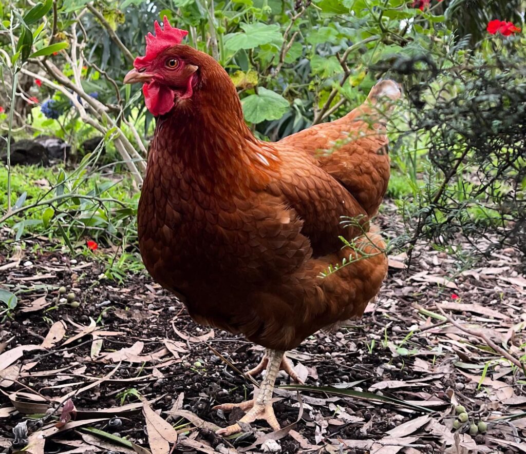 20 Best Hybrid Chicken Breeds for Higher Yield (With Pictures)