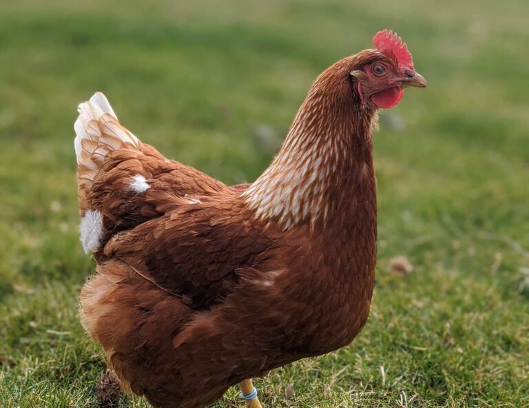 20 Best Hybrid Chicken Breeds for Higher Yield (With Pictures)