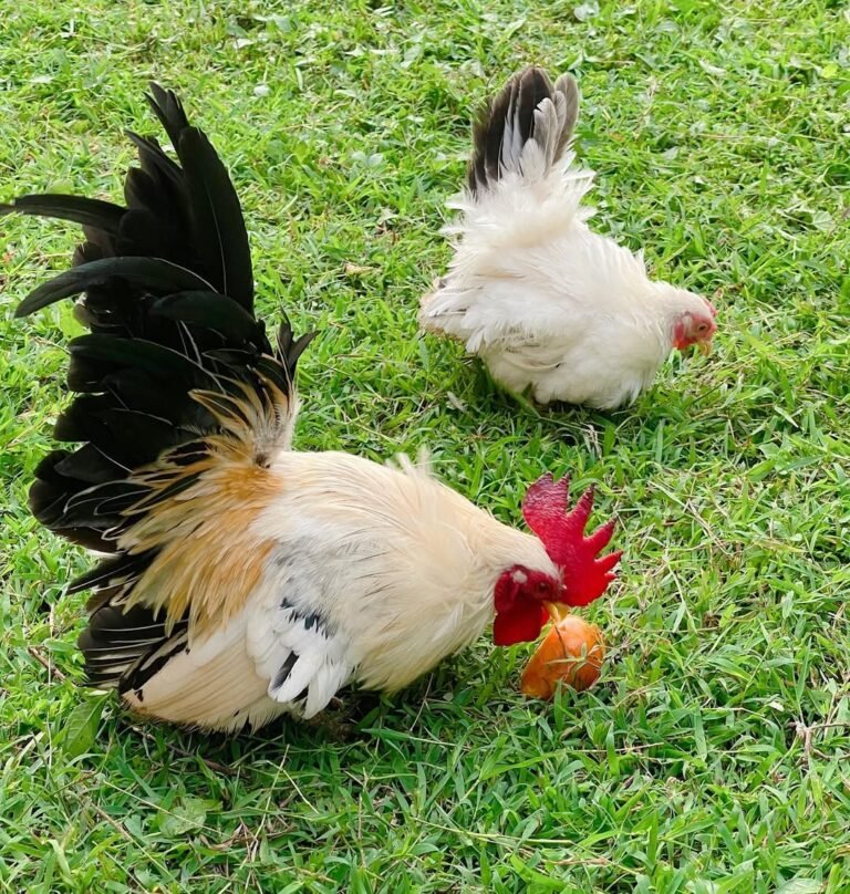 20 Most Beautiful Ornamental Chickens for Backyard Farming