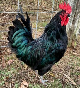 20 Best Rooster Breeds for Backyard with Different Purposes