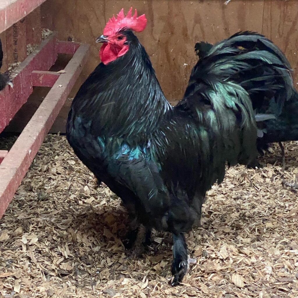 20 Best Rooster Breeds for Backyard with Different Purposes