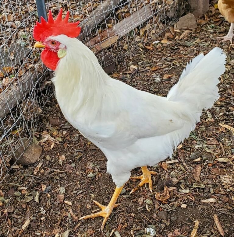 20 Best Rooster Breeds for Backyard with Different Purposes