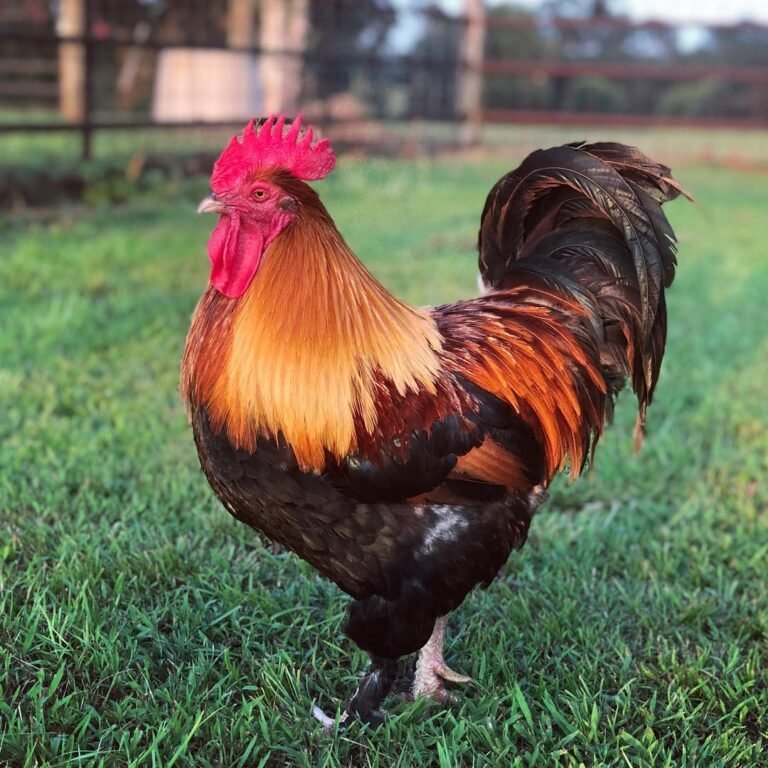 20 Best Rooster Breeds for Backyard with Different Purposes