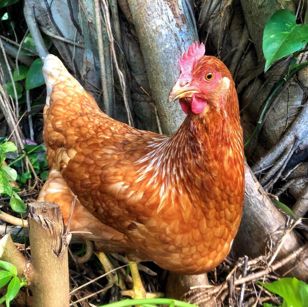20 Best Hybrid Chicken Breeds for Higher Yield (With Pictures)