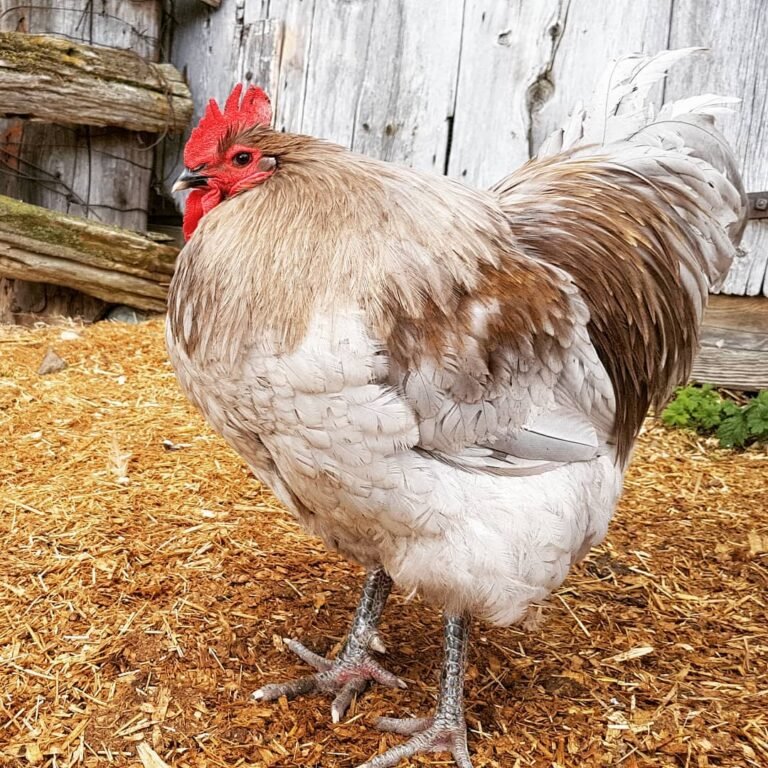 20 Best Rooster Breeds for Backyard with Different Purposes