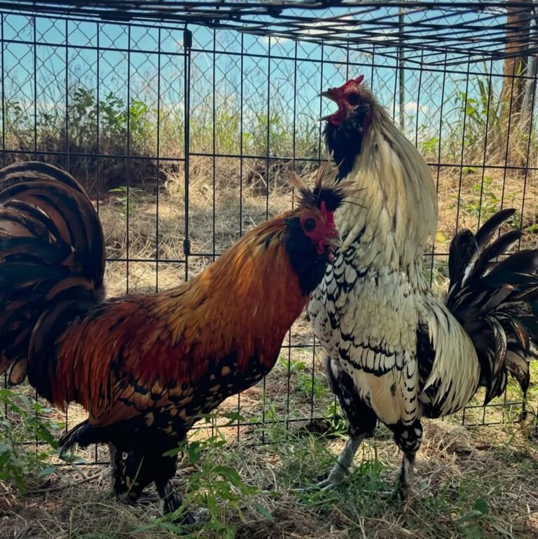 20 Most Beautiful Ornamental Chickens for Backyard Farming