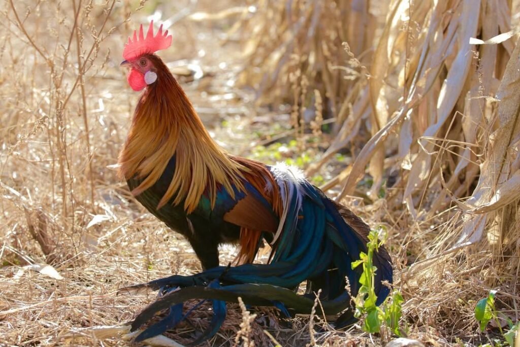 20 Most Beautiful Ornamental Chickens for Backyard Farming