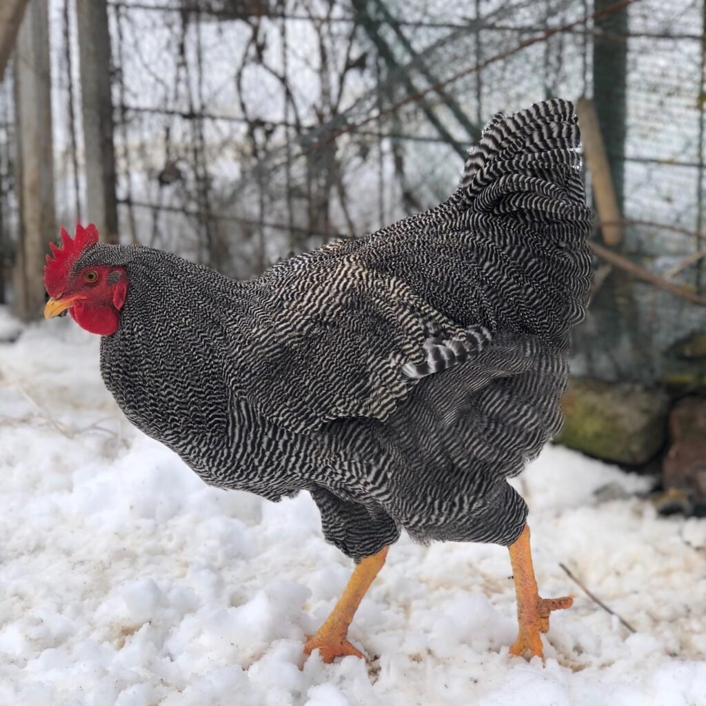20 Best Rooster Breeds for Backyard with Different Purposes
