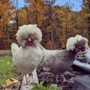 20 Most Beautiful Ornamental Chickens for Backyard Farming