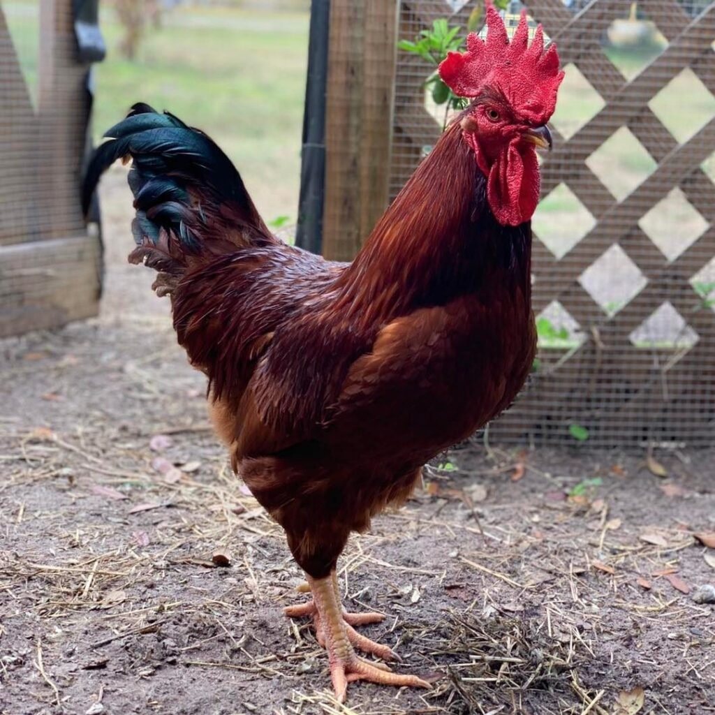 20 Best Rooster Breeds for Backyard with Different Purposes
