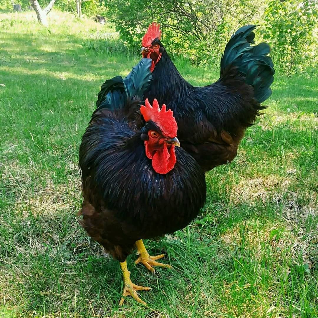 20 Best Rooster Breeds for Backyard with Different Purposes