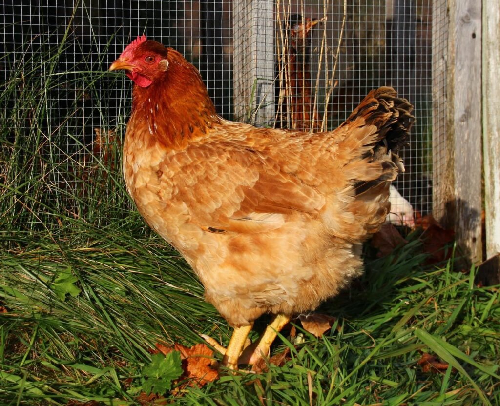 20 Best Hybrid Chicken Breeds for Higher Yield (With Pictures)