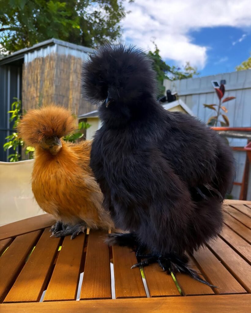 20 Most Beautiful Ornamental Chickens for Backyard Farming