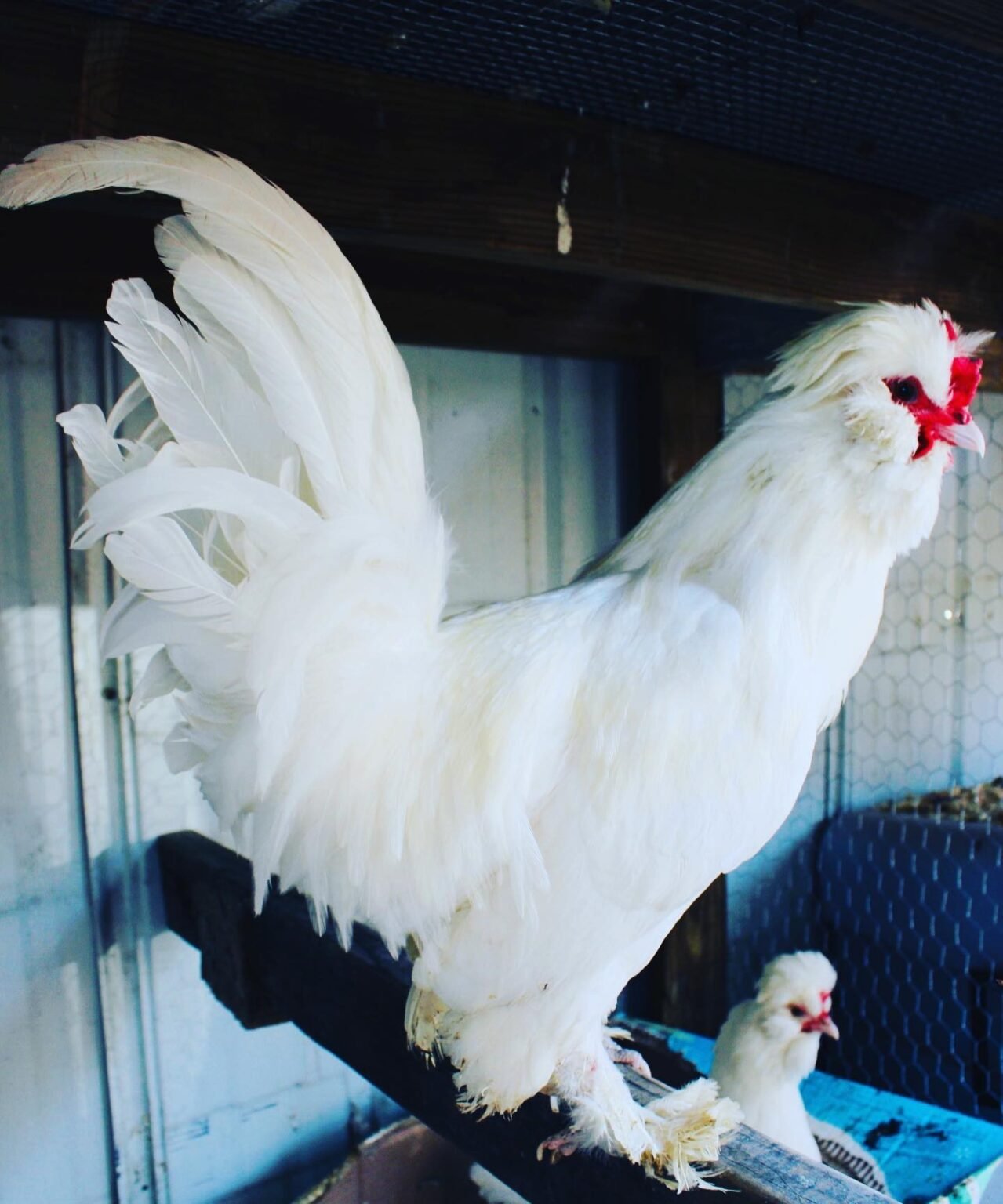 20 Most Beautiful Ornamental Chickens for Backyard Farming