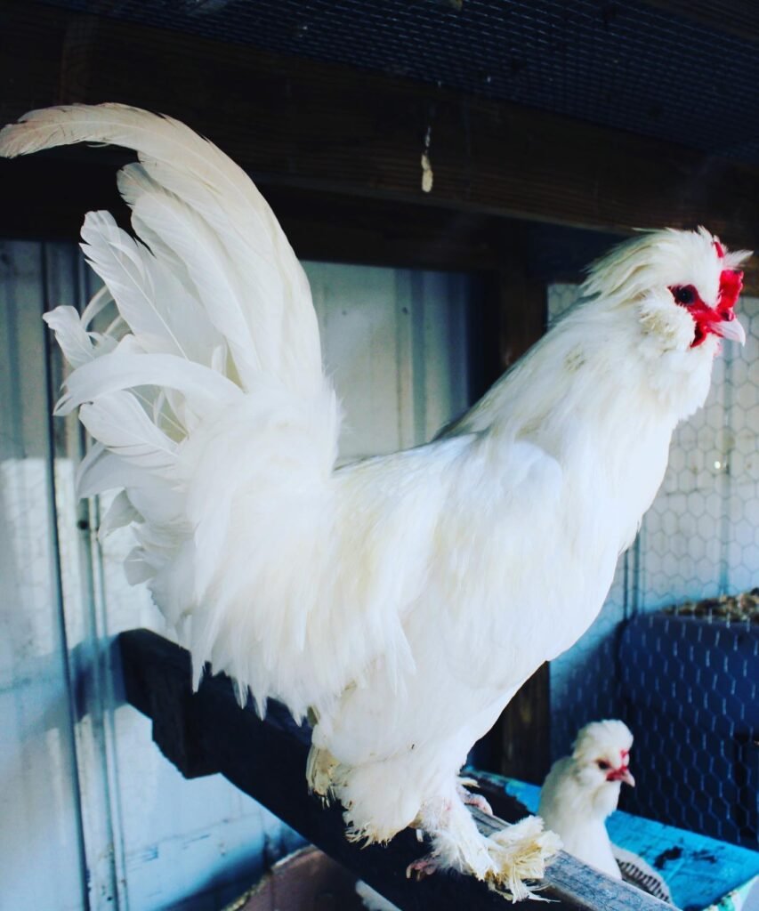20 Most Beautiful Ornamental Chickens for Backyard Farming