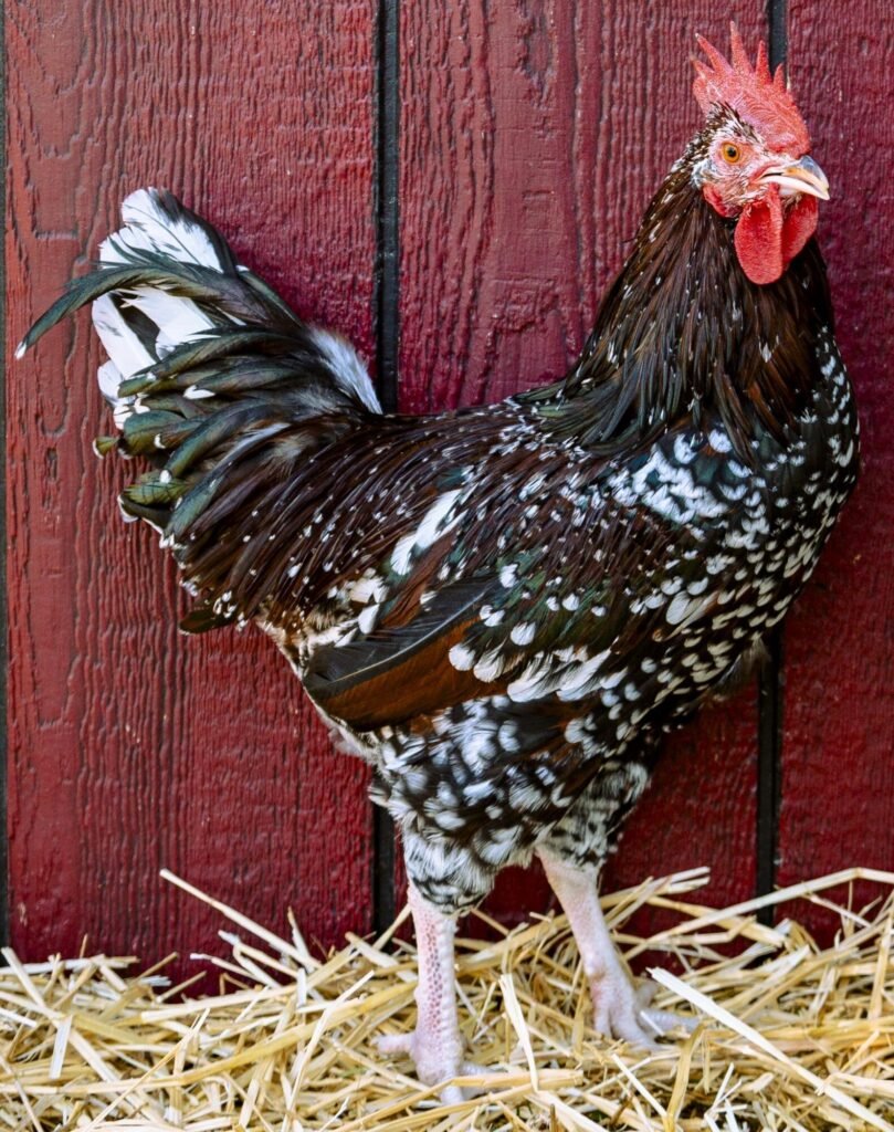 20 Best Rooster Breeds For Backyard With Different Purposes