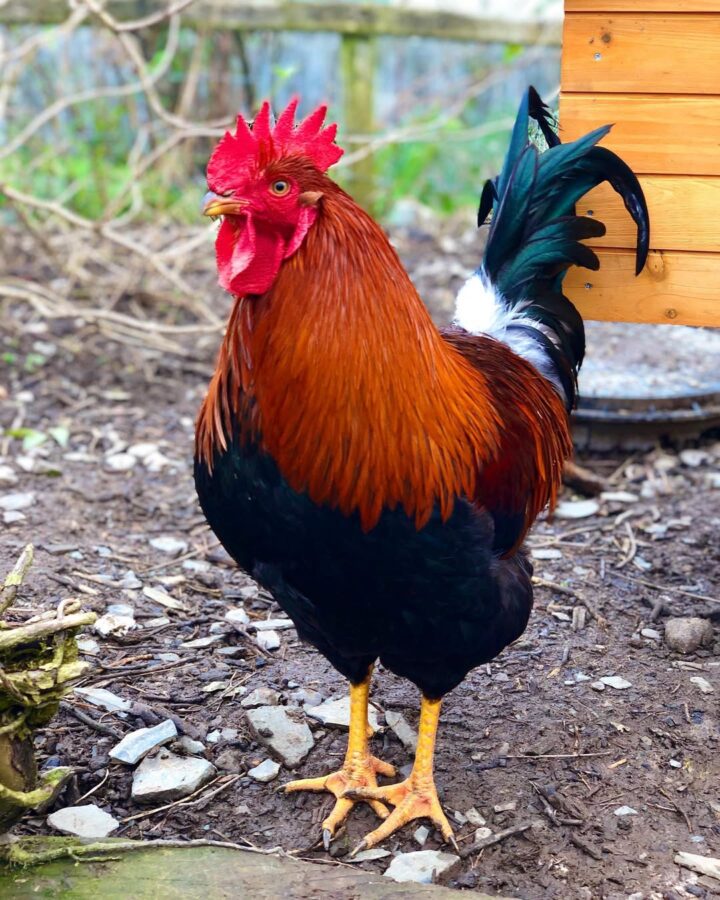 20 Best Rooster Breeds for Backyard with Different Purposes