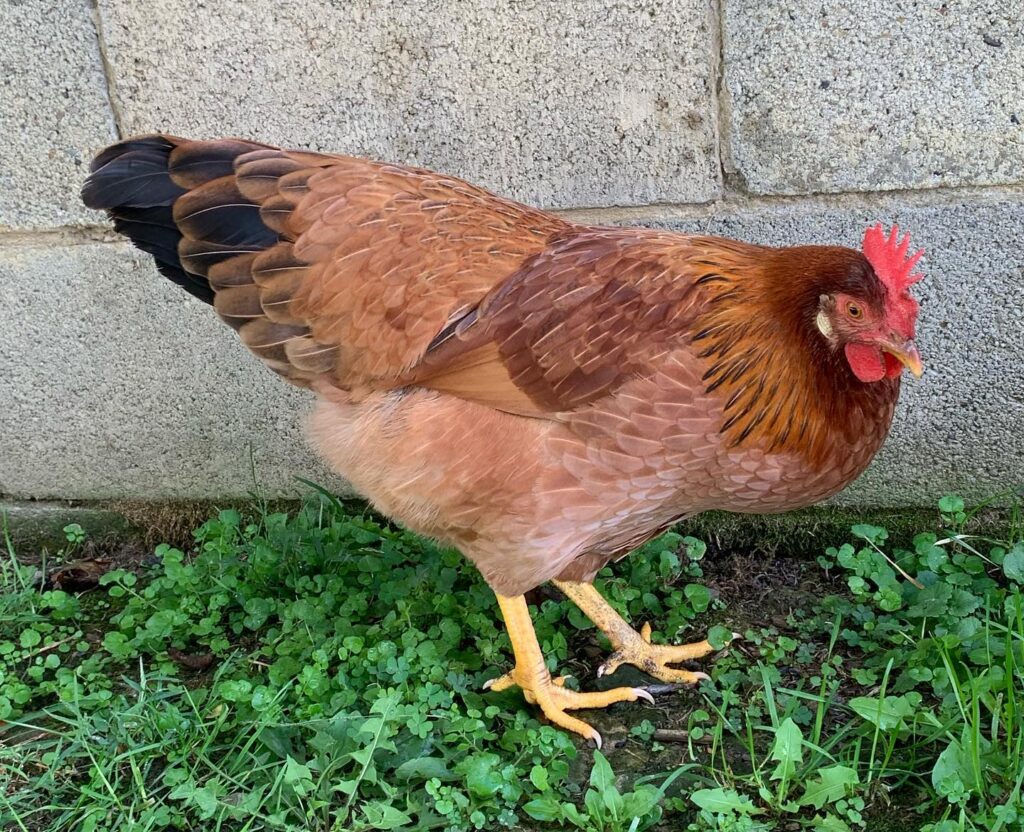 20 Beautiful Chicken Breeds for Colored Eggs (With Pictures)