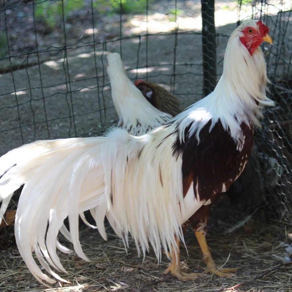20 Best Rooster Breeds for Backyard with Different Purposes