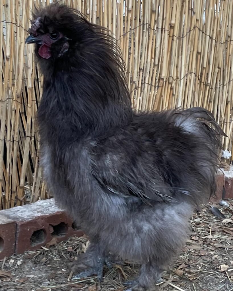 20 Best Rooster Breeds For Backyard With Different Purposes