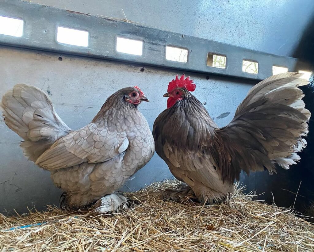 20 Most Beautiful Ornamental Chickens for Backyard Farming