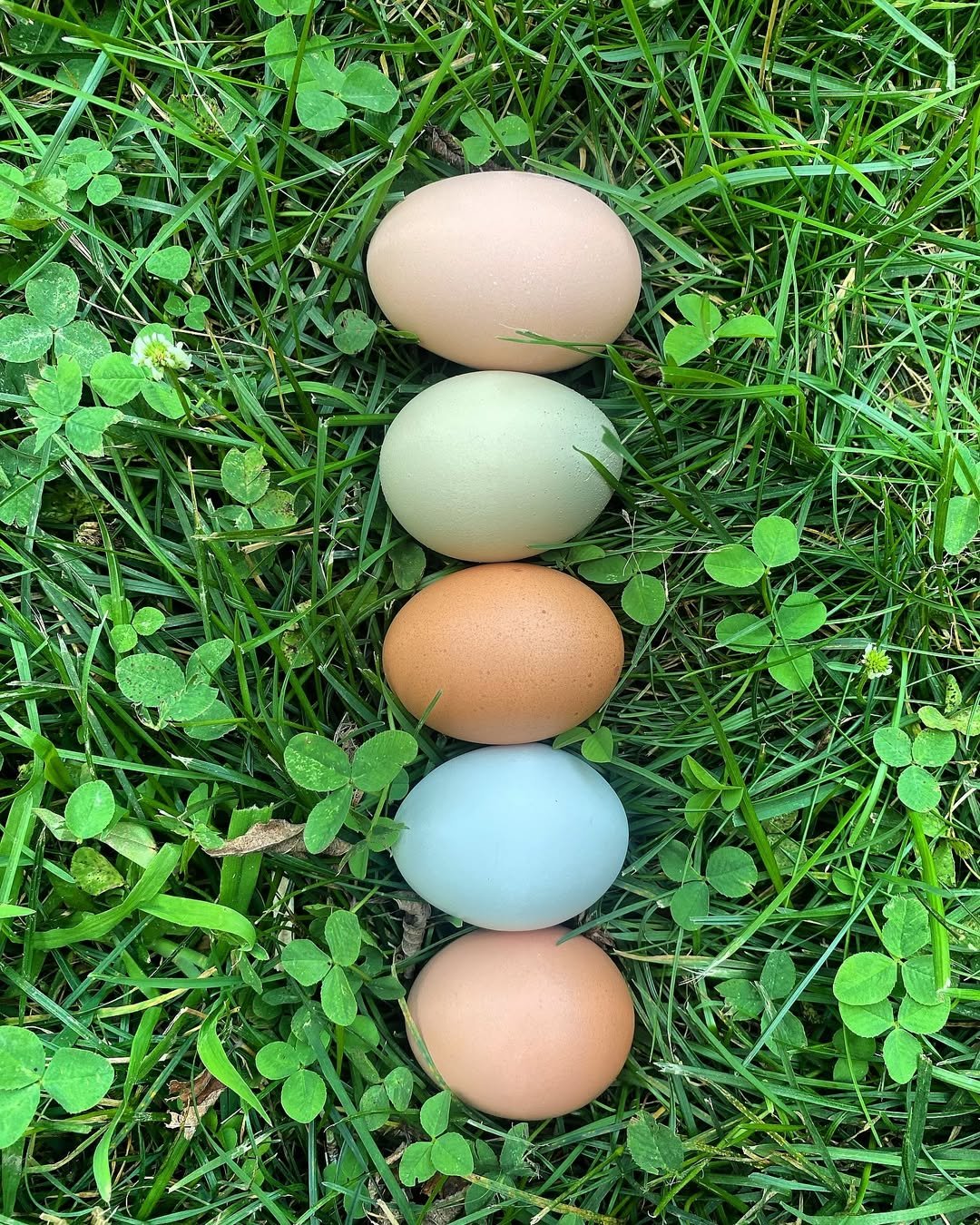 7 Stunning Rainbow Chicken Eggs to Add to Your Basket