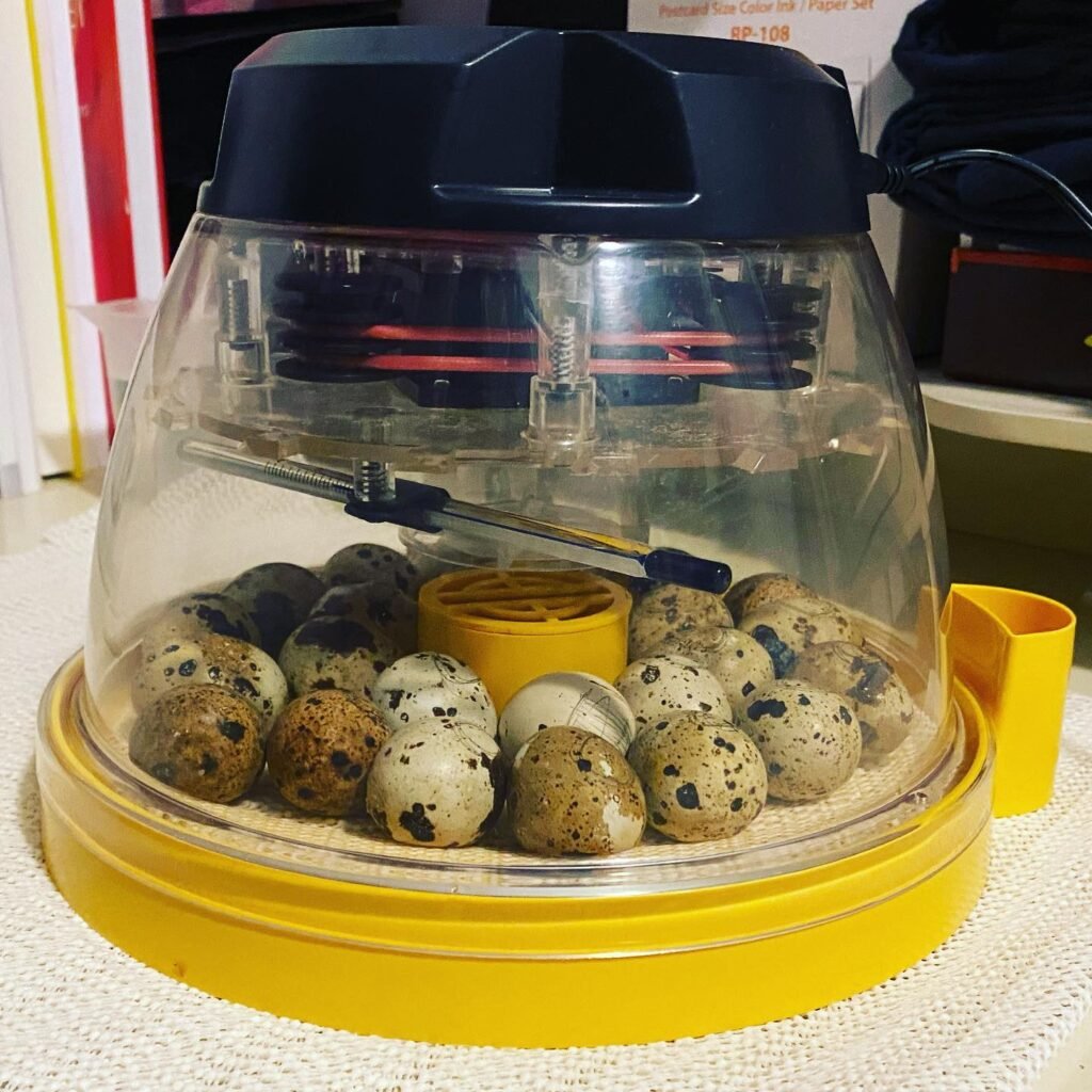 I Incubate and Hatch Quail Eggs This Way (for Max Success)