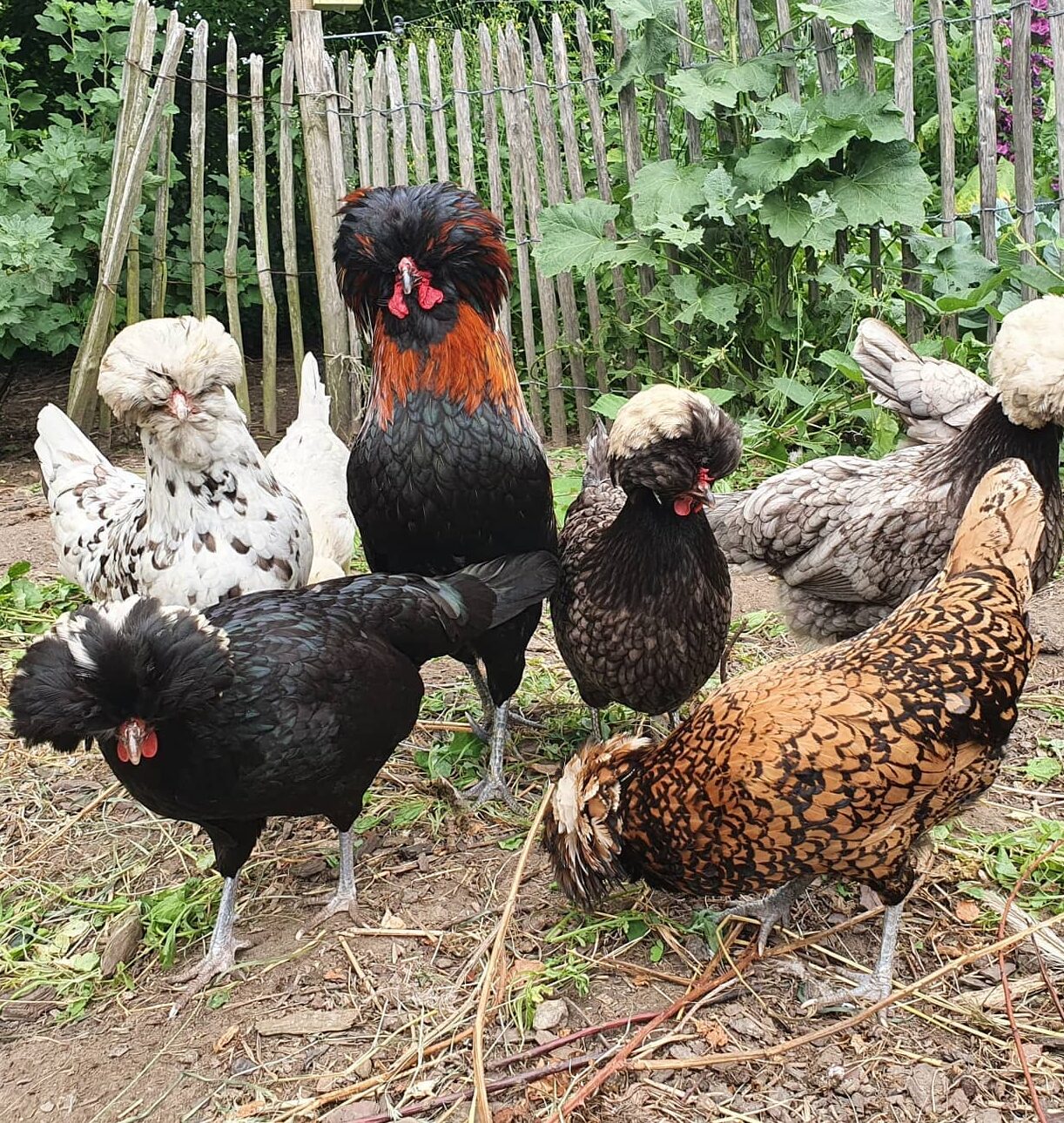 20 Most Beautiful Ornamental Chickens for Backyard Farming