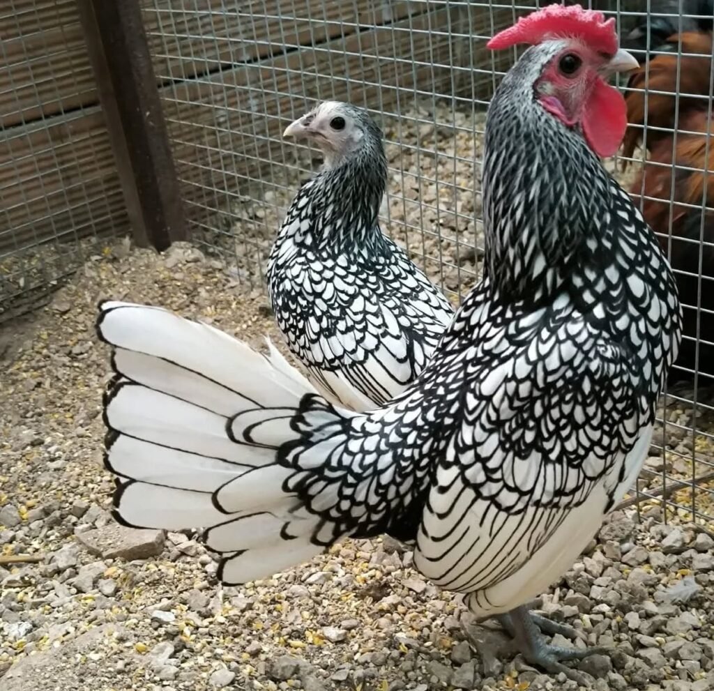 20 Most Beautiful Ornamental Chickens for Backyard Farming