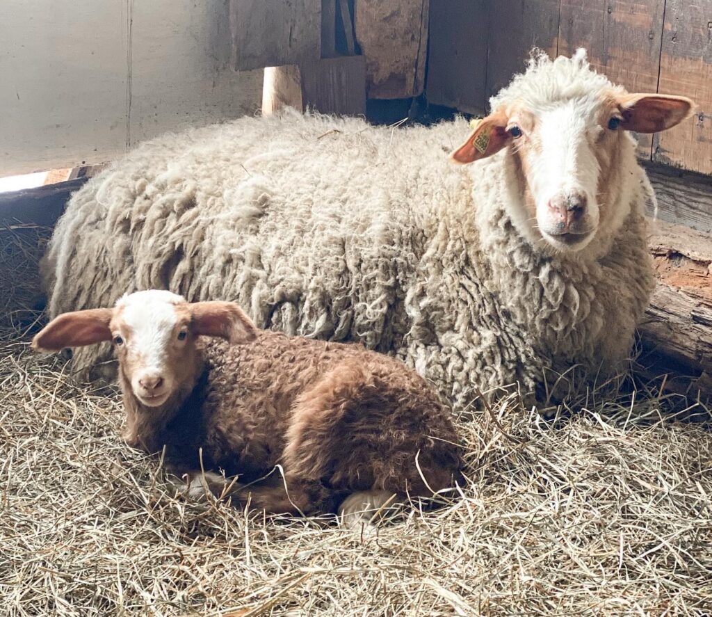 10 Best Dairy Sheep Breeds for Milk Production (With Pictures)