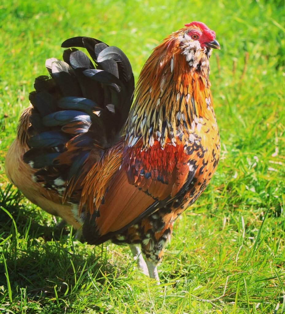 35+ Beautiful Bantam Chicken Breeds for Hobby Farms
