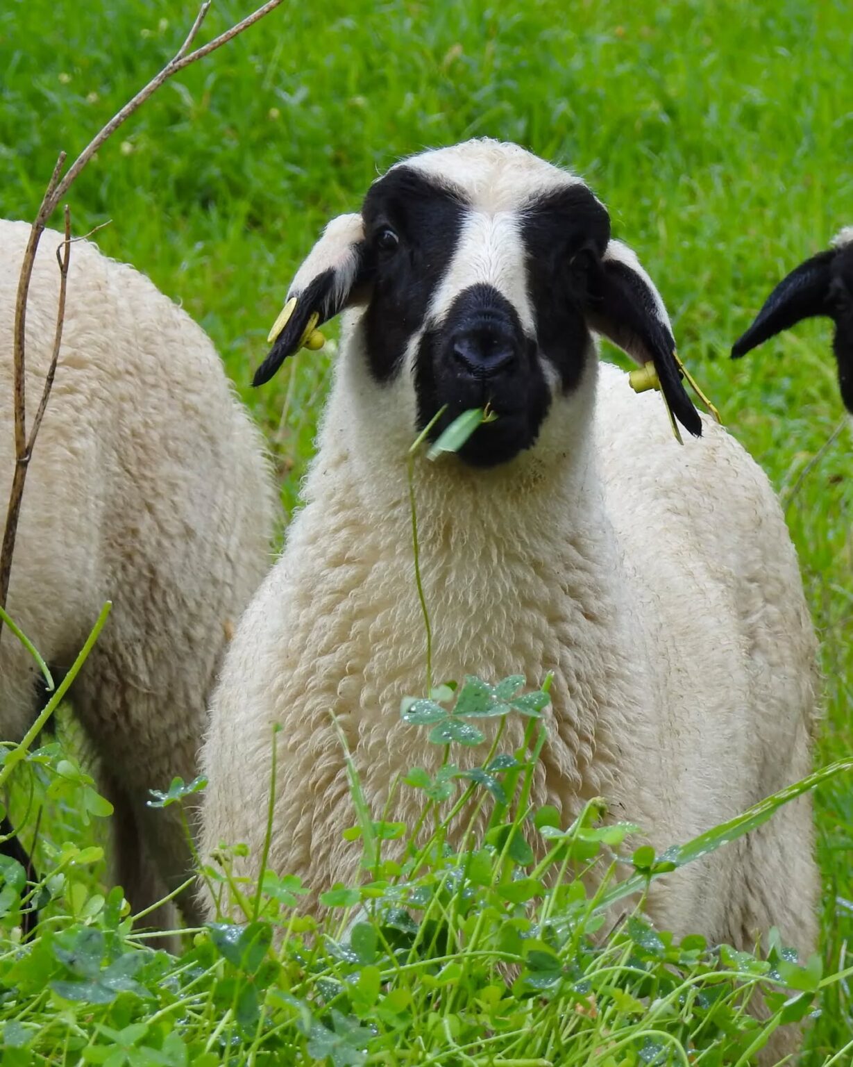 10 Best Dairy Sheep Breeds for Milk Production (With Pictures)