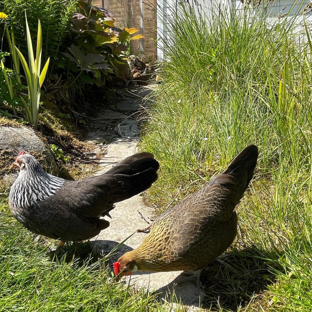 35+ Beautiful Bantam Chicken Breeds for Hobby Farms
