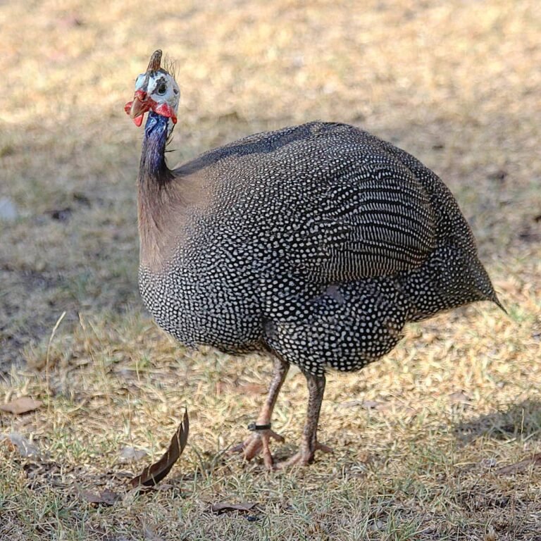 5 Best Game Birds to Raise for Meat and Eggs (with Pictures)