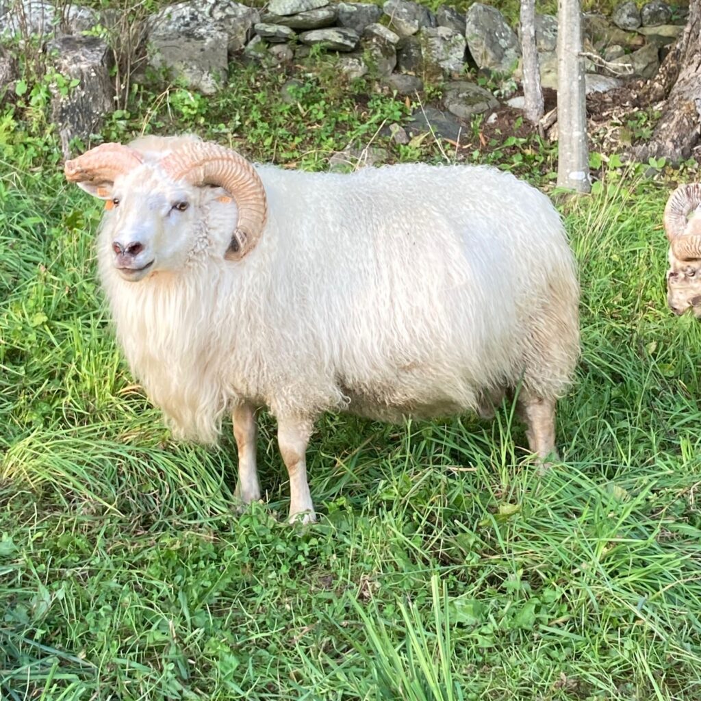 10 Best Dairy Sheep Breeds for Milk Production (With Pictures)