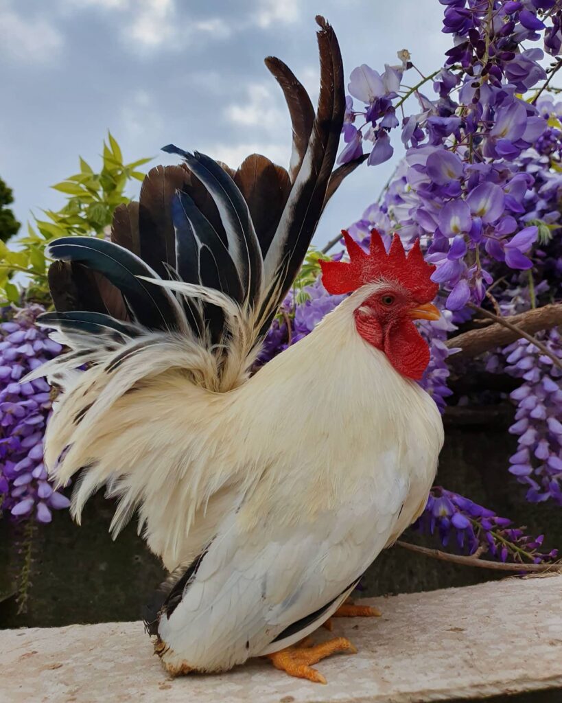 35+ Beautiful Bantam Chicken Breeds for Hobby Farms
