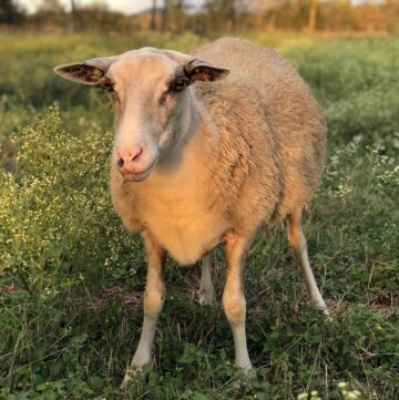 10 Best Dairy Sheep Breeds for Milk Production (With Pictures)