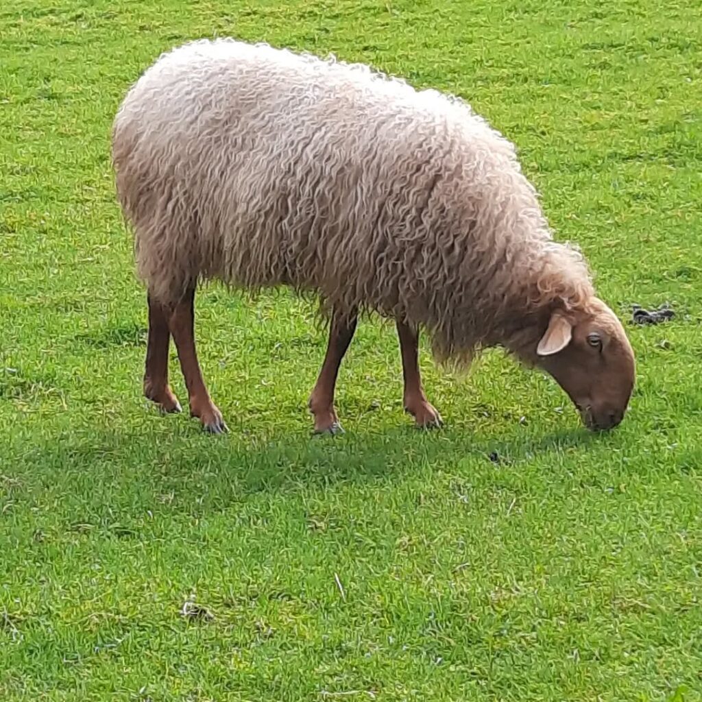 10 Best Dairy Sheep Breeds for Milk Production (With Pictures)