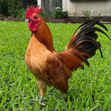35+ Beautiful Bantam Chicken Breeds for Hobby Farms