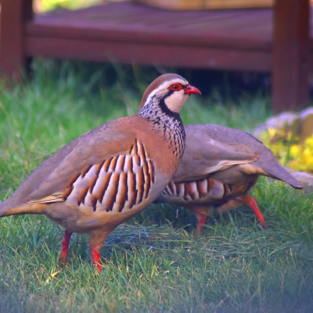 5 Best Game Birds to Raise for Meat and Eggs (with Pictures)