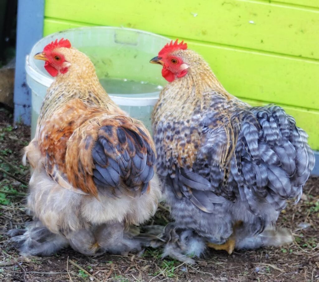 35+ Beautiful Bantam Chicken Breeds for Hobby Farms
