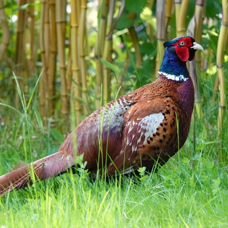 5 Best Game Birds to Raise for Meat and Eggs (with Pictures)